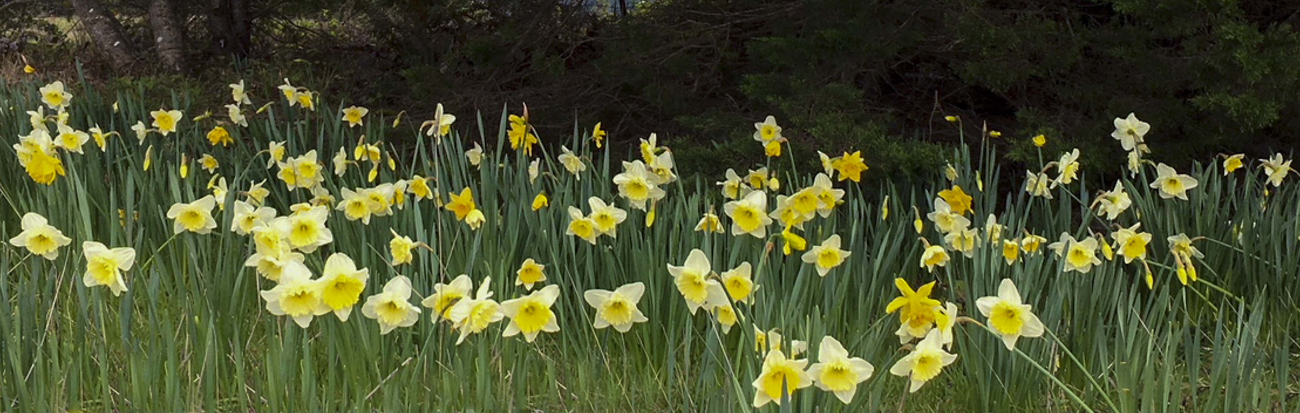 BIRDLAND JOURNAL – Celebrating Northern California Voices